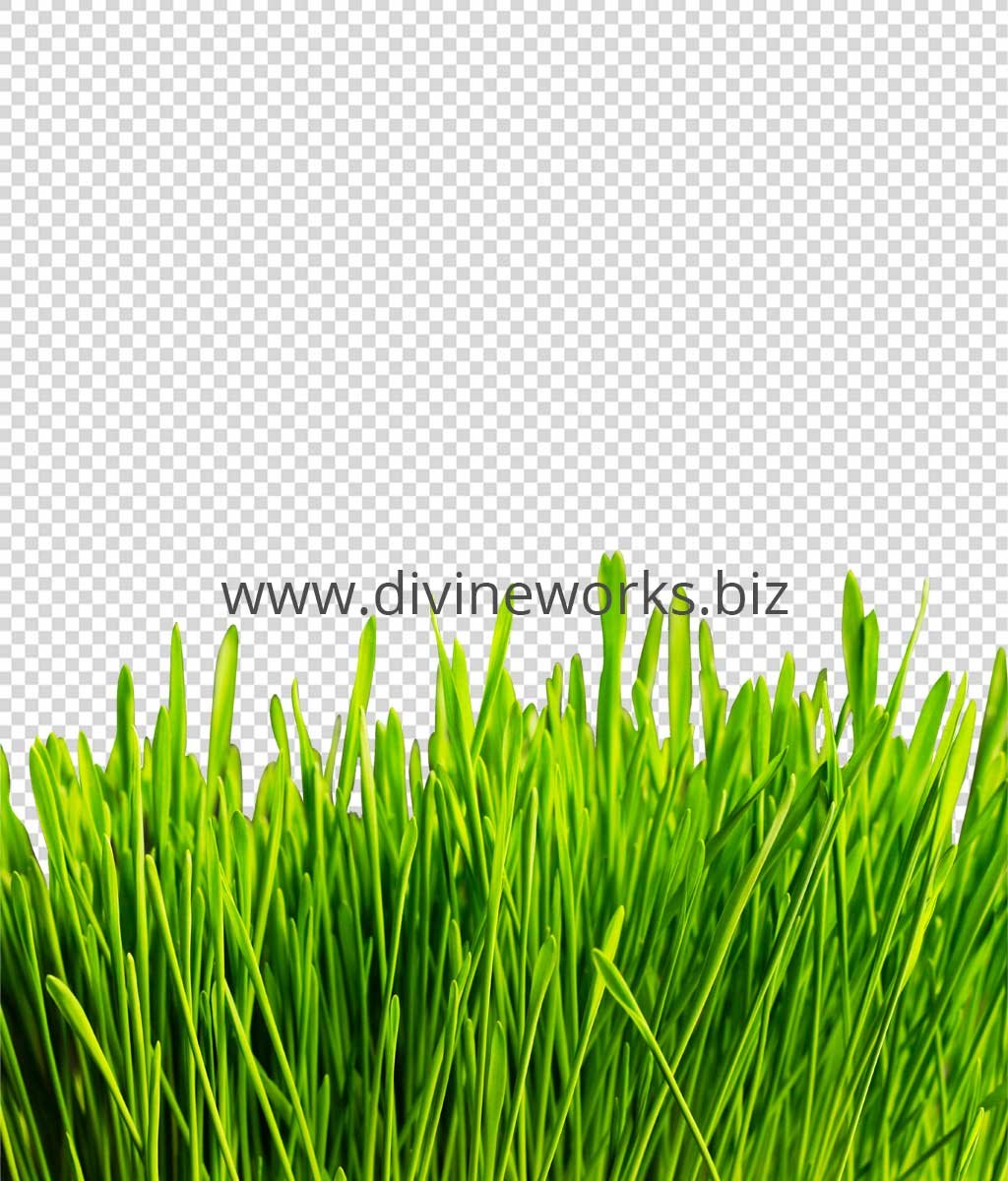 Grass Png free Download - Grass Png free Download