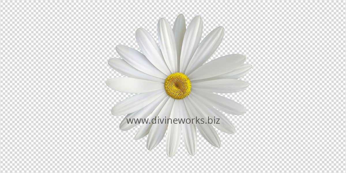 Daisy Png image - Daisy Png image