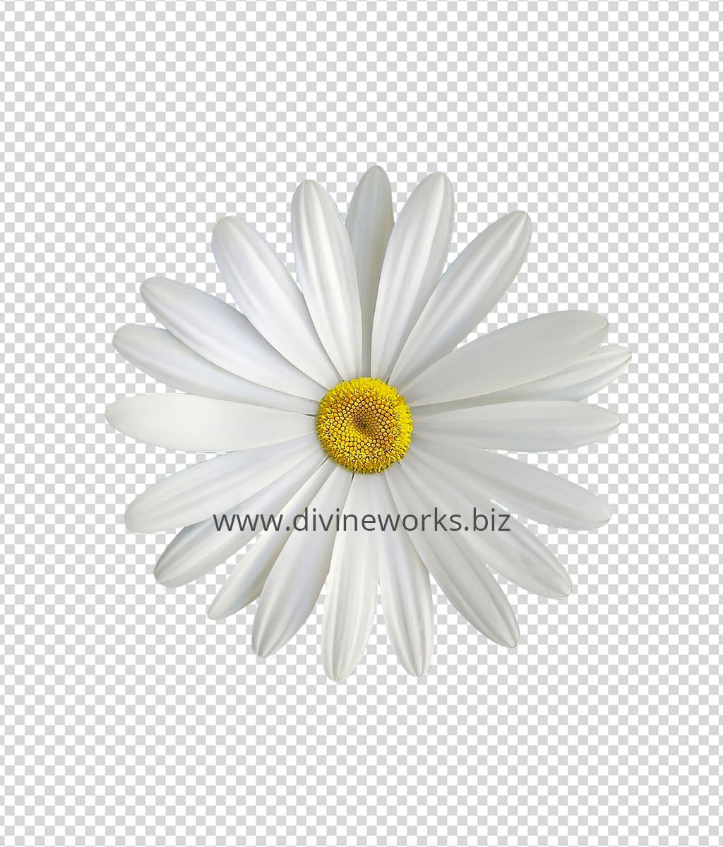 Daisy Png image - Daisy Png image